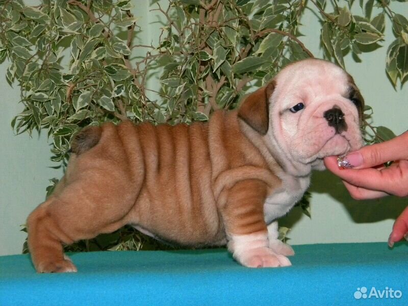 Лорд для предварительного резерва