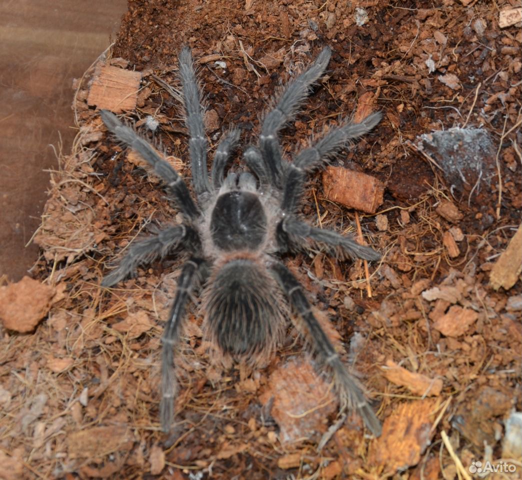 Lasiodora parahybana
