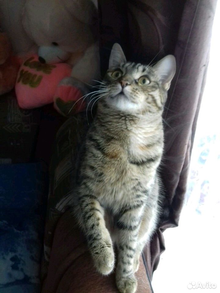 Котенок девочка Клёпа табби 8мес стерильная