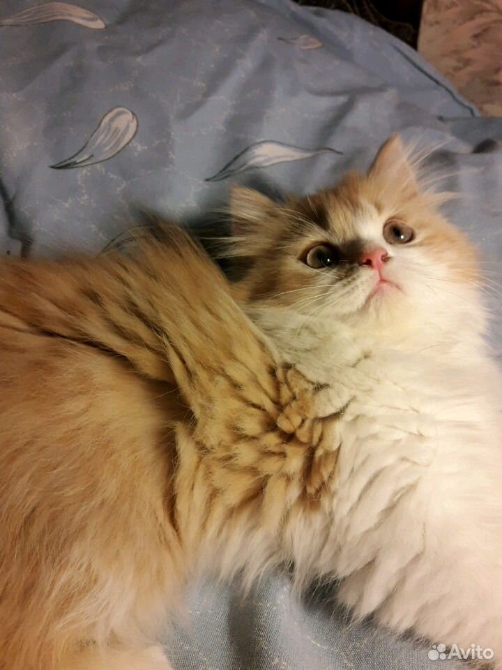 Рыжая непоседа