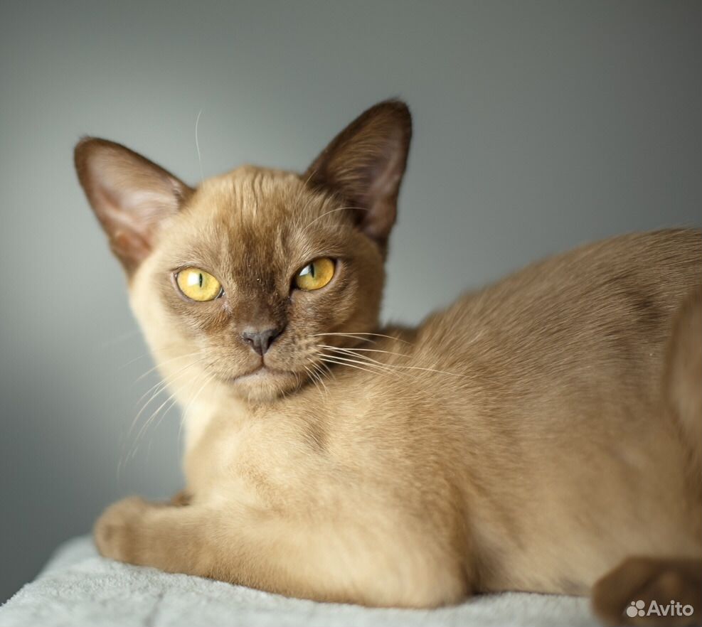 Котята породы Европейская Бурма