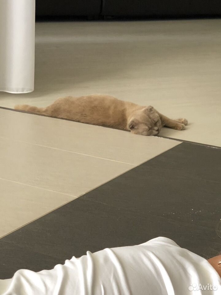 Кошка британка (беременная) отдам в хорошие руки