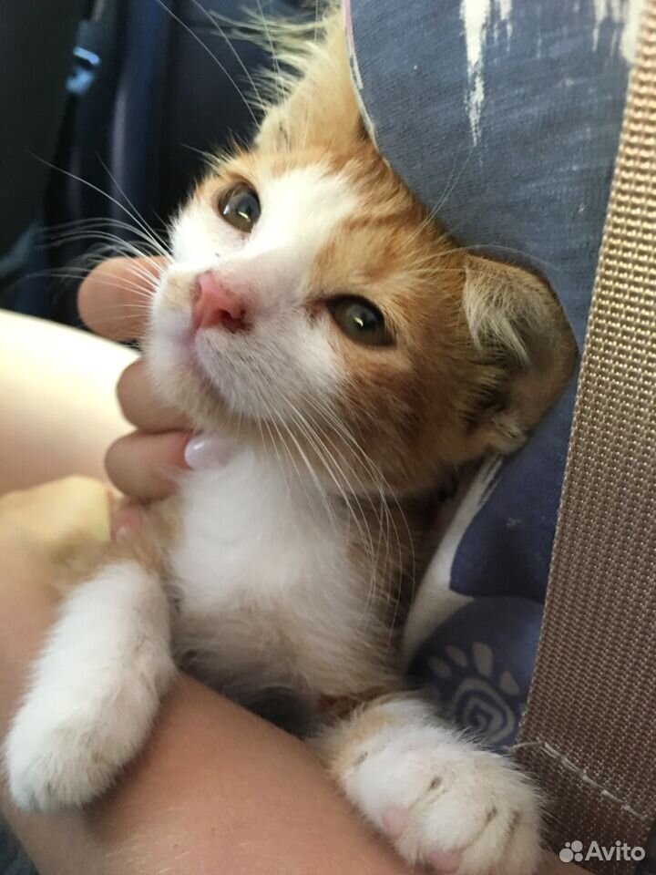 Птичка ищет дом