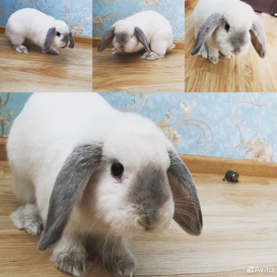 Ищем девочку для вязки