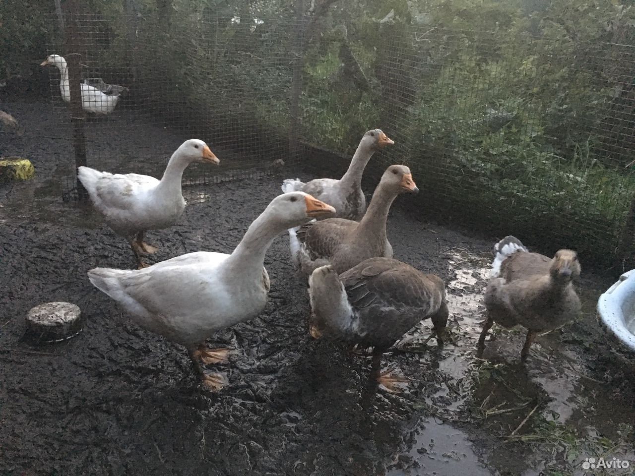 Продам гусей