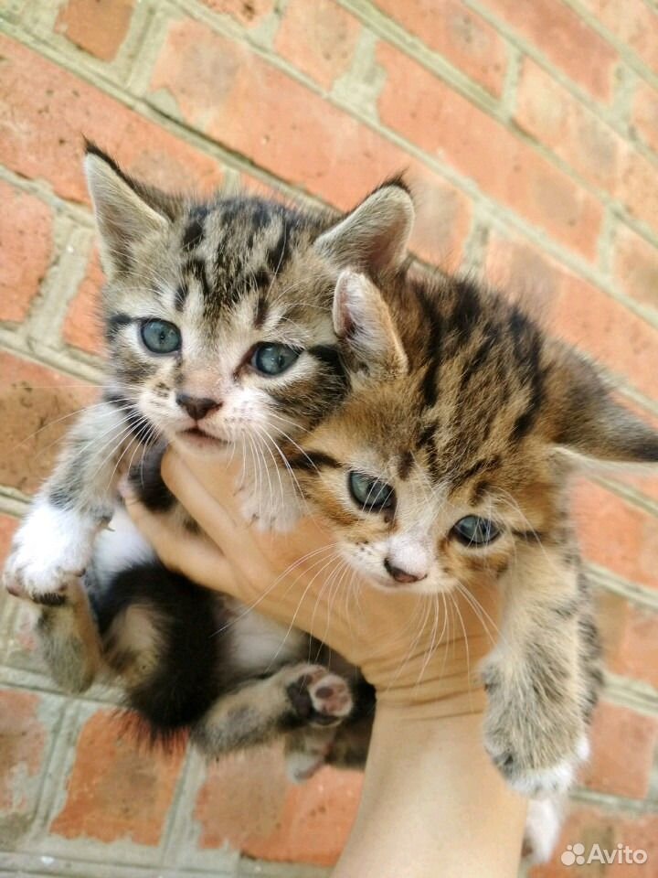 Котятки