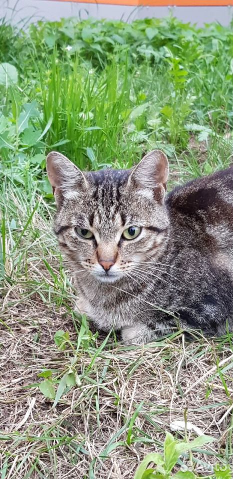 Ручной метис бенгала