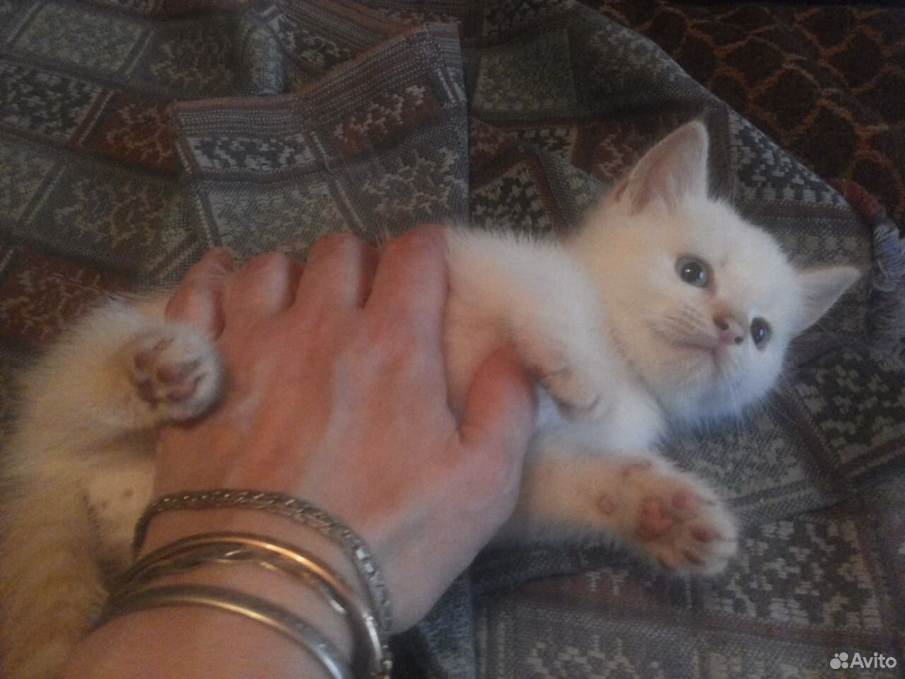 Котята невской маскарадной ред-пойнт