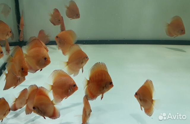 Дискус Мальборо(подростки)