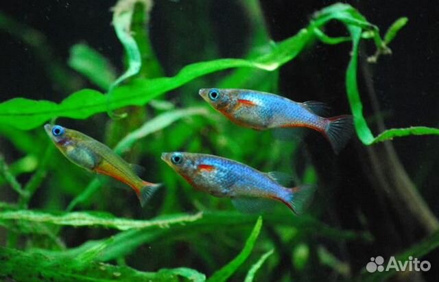 Оризиас вовора (Oryzias woworae) рисовая рыбка