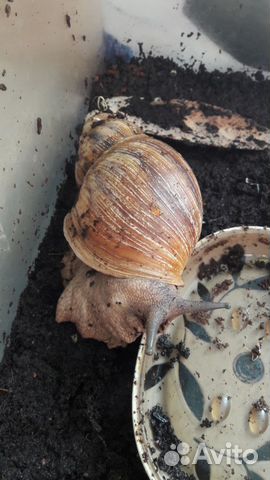 Ахатины пара