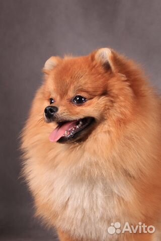 Ищем невесту