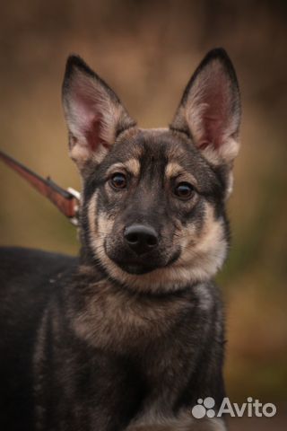 Девочка Муха в добрые руки