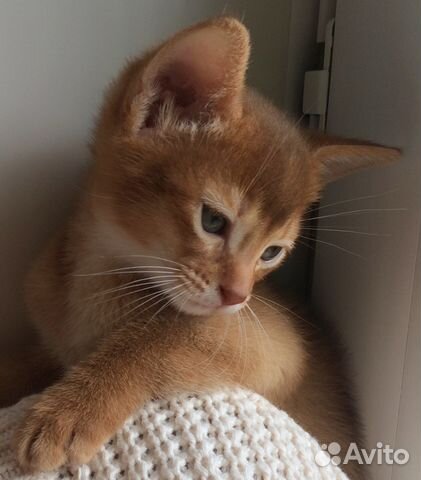 Абиссинская ушастая морковка