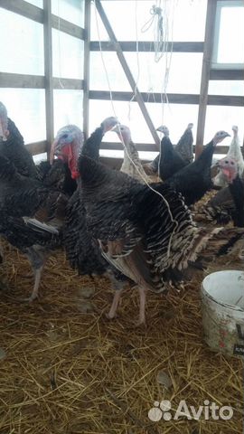 Продаю индюков 9,5 месяцев