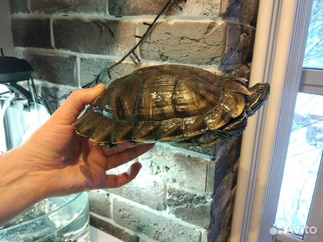 Красноухая черепаха бесплатно в добрые руки