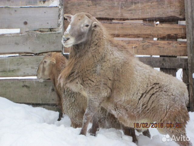 Продаю катумского барана