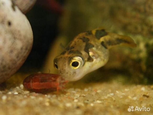 Тетрадон карликовый