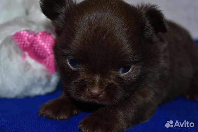 Мальчик нарядного окраса горький шоколад 09/01/18
