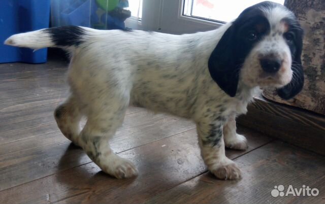 Русский Охотничий Спаниель - щенки