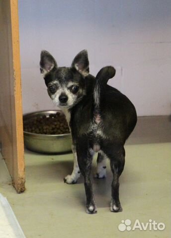 Отдается взрослая девочка чихуахуа