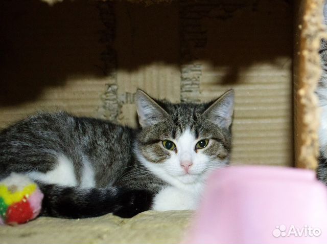 Малыш Шнурок