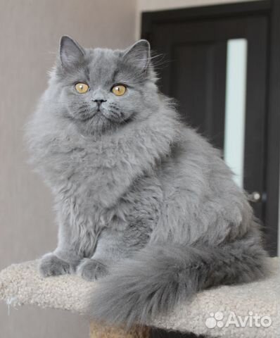 Британская дш девочка