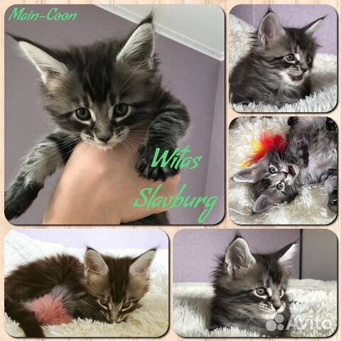 Котёнок Мейн-Кун Witas