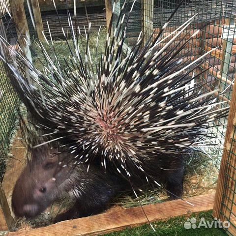 Продаю Дикобраза
