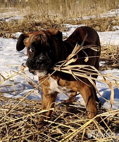 Щенок немецкого боксера - тигренок