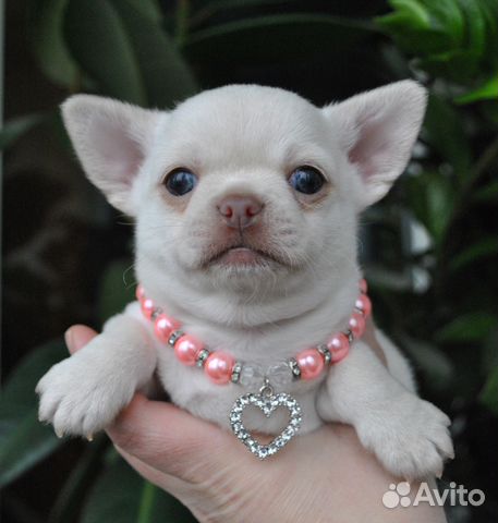 Белое облачко мальчик чихуахуа