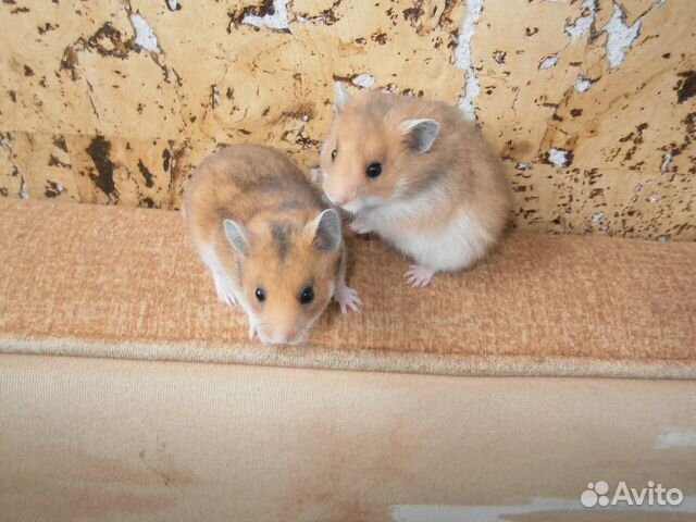 Сирийские хомяки + клетки