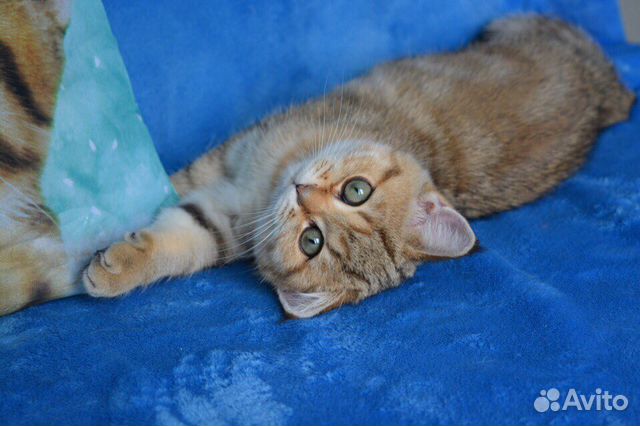 Шотланская девочка золотой мрамор