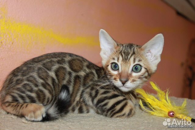 Продажа бенгальских котят. Питомник