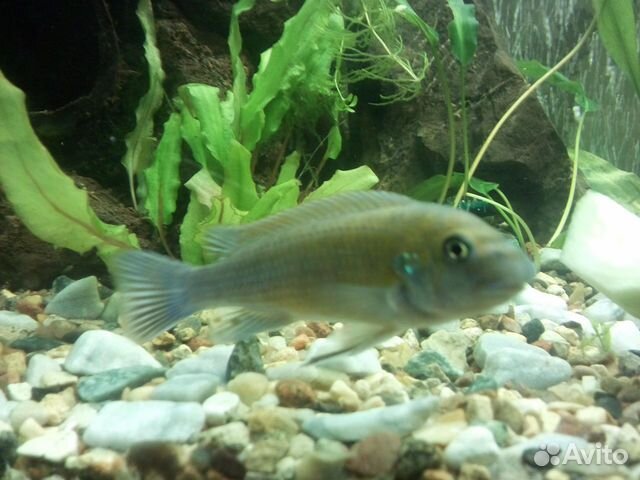 Отдам цихлиду тапир