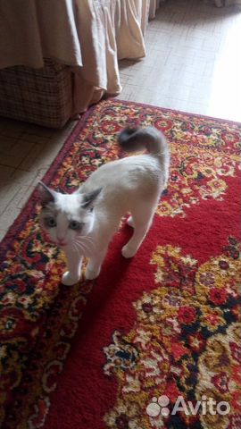 Сиамский котик