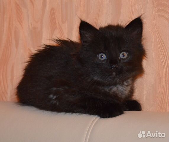 Котенок, мальчик, полностью черный