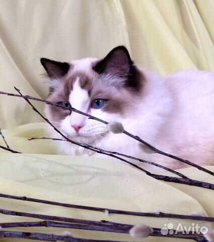 Котик Рэгдолл