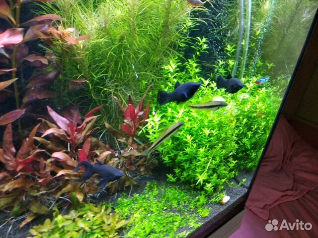 Рыбки молинезии отдам бесплатно в добрые руки