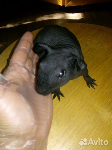 Морская свинка