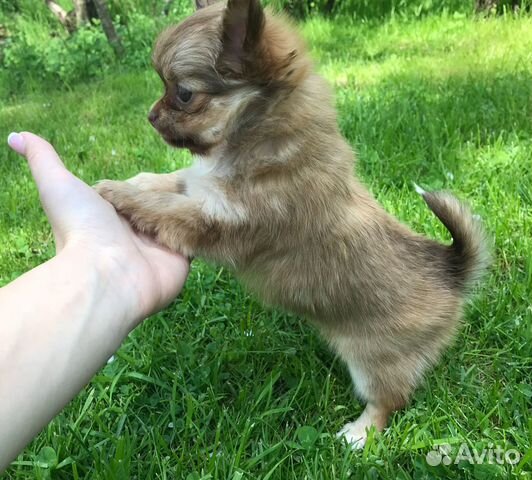 Красивая породная девочка длинник (видео)