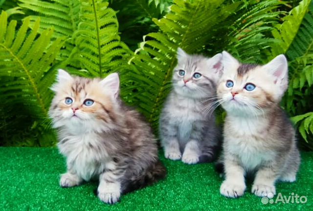 Дружная британская семейка