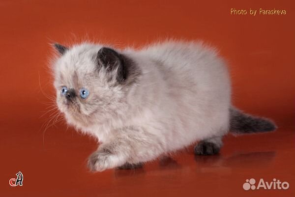 Гималайский мальчик с шокол. ушками Паспорт WCF