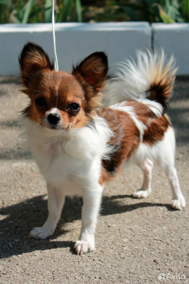 Мальчик чихуахуа ищет невесту