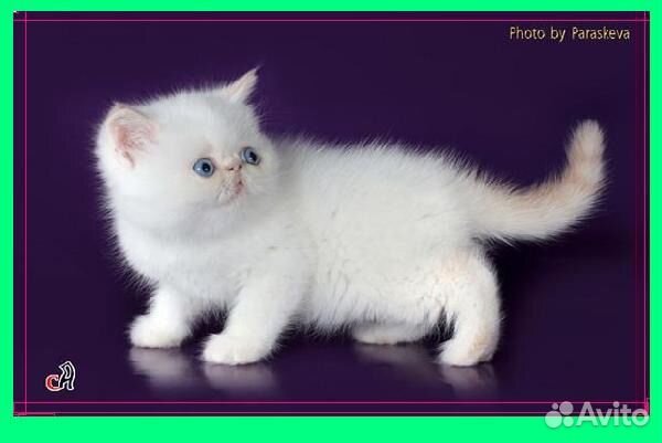 Гималайские от чемп породы с докум питомн