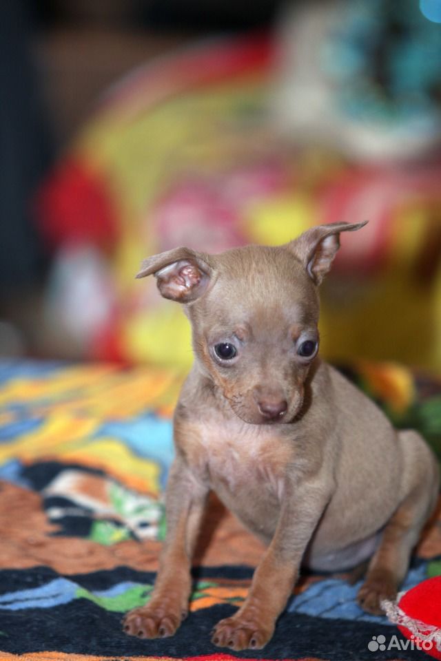 Лиловый Богатырь