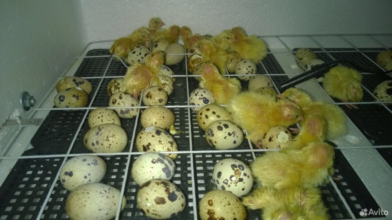 Перепелки птенцы