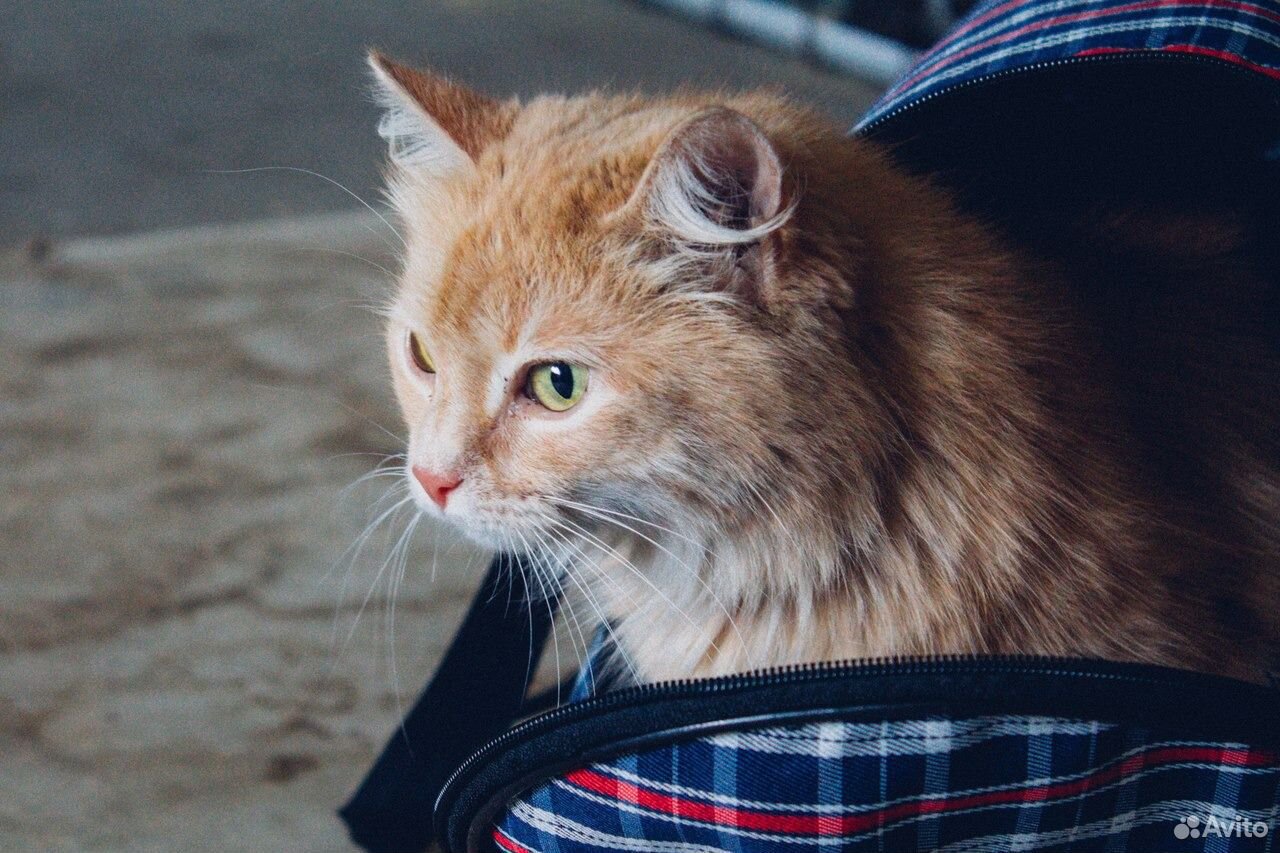 Рыжая кошка. Взрослая (из приюта)