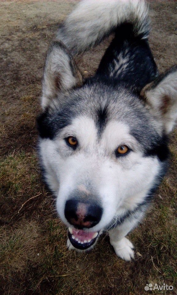 Кобель для вязки порода Аляскинский маламут