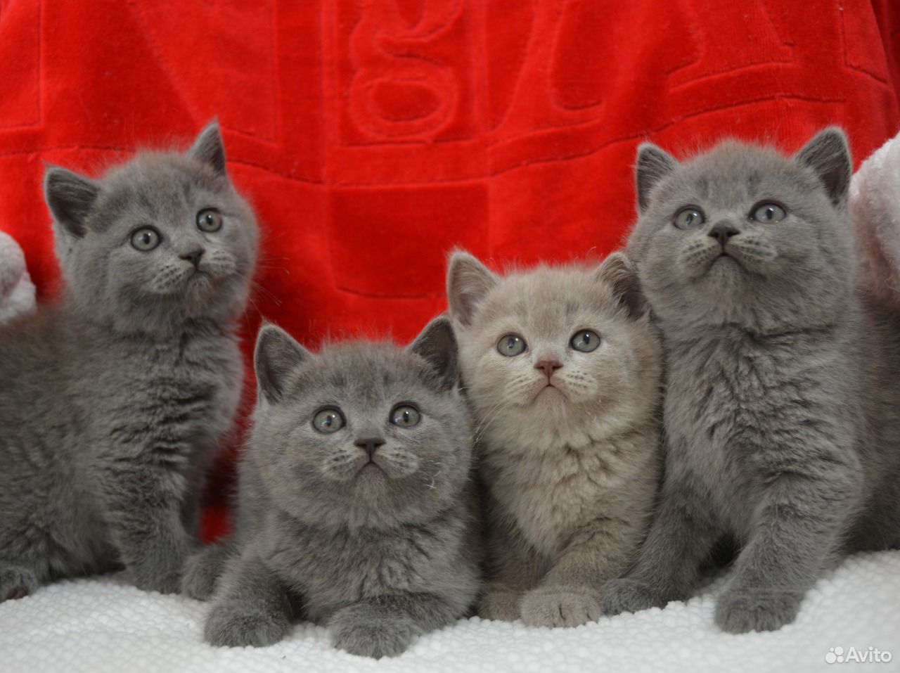 Медвежата 1.5 мес